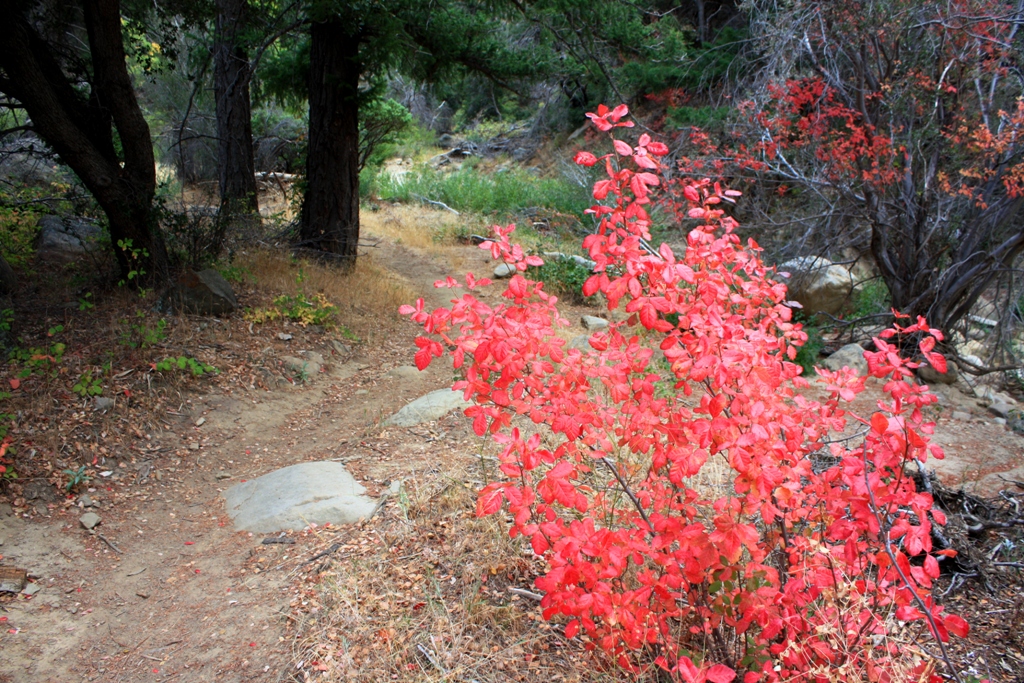 Eating Poison Oak | Jack Elliott's Santa Barbara Adventure