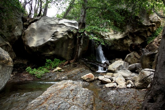 Matilija Unmentionable | Jack Elliott's Santa Barbara Adventure