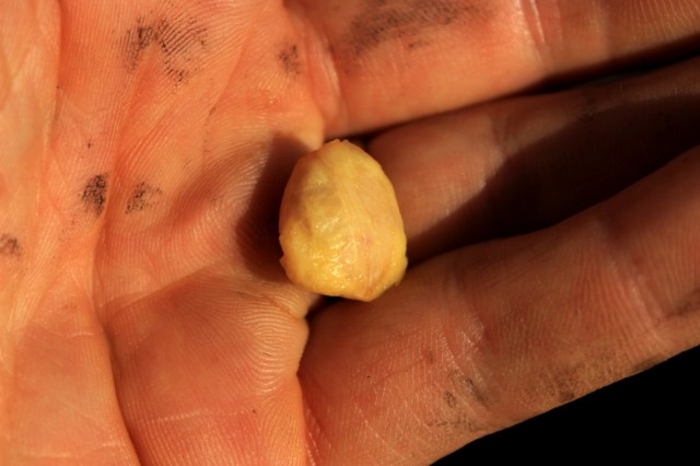 Holly-leaved Cherries | Jack Elliott's Santa Barbara Adventure