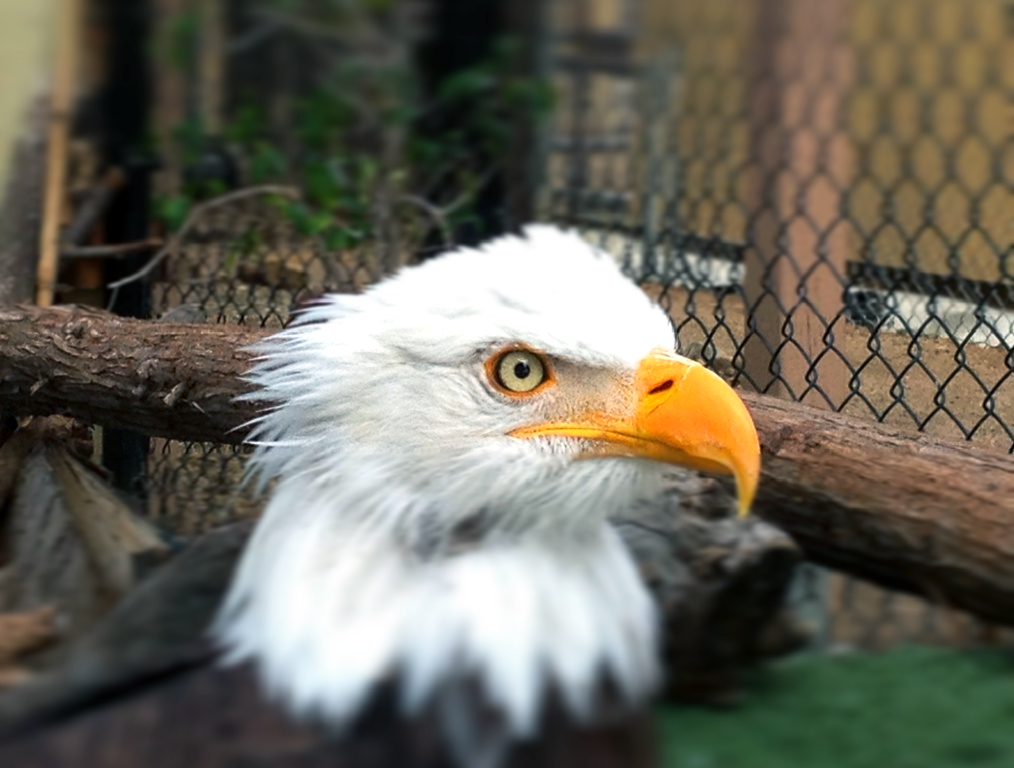 Bald Eagle | Jack Elliott's Santa Barbara Adventure