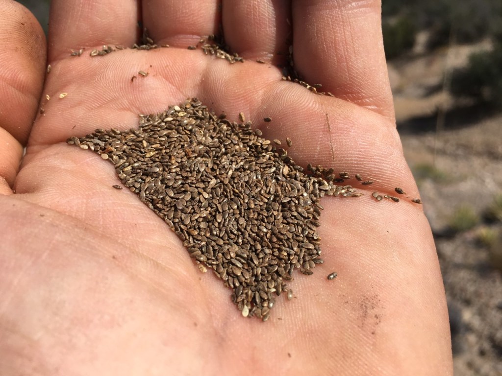 The Mighty Chia Seed, Cuyama Badlands | Jack Elliott's Santa Barbara ...