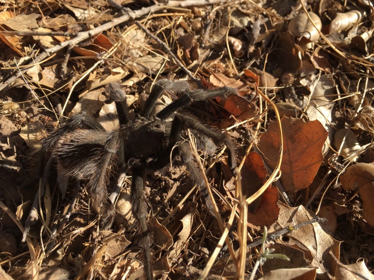 Tarantula Mating Season, Santa Barbara County | Jack Elliott's Santa ...