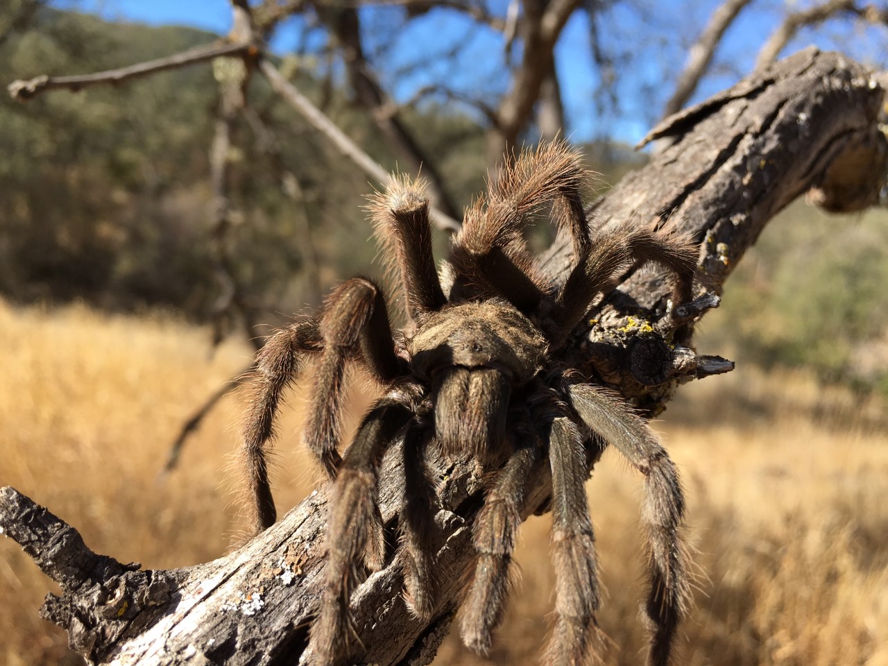 Tarantula Mating Season, Santa Barbara County | Jack Elliott's Santa ...