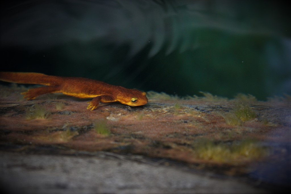 The Wondrous Orange-Bellied Newt | Jack Elliott's Santa Barbara Adventure