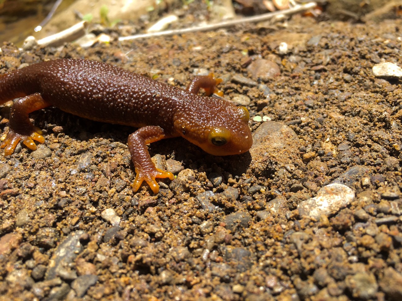 The Wondrous Orange-Bellied Newt | Jack Elliott's Santa Barbara Adventure