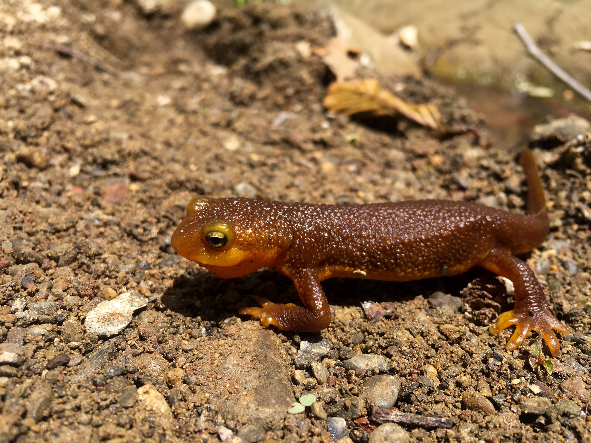 The Wondrous Orange-Bellied Newt | Jack Elliott's Santa Barbara Adventure