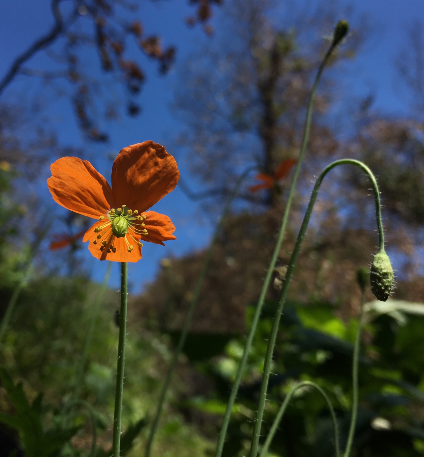 Fire Poppy (Papaver californicum) | Jack Elliott's Santa Barbara Adventure