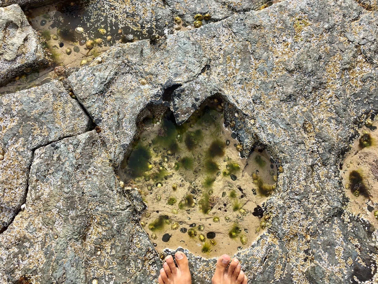 Dinosaur Footprints, Isle of Skye, Scotland | Jack Elliott's Santa ...