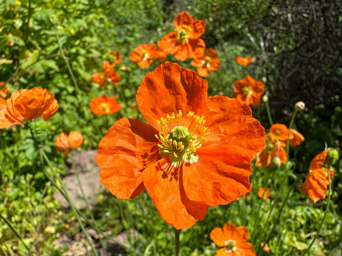The Elusive and Fleeting Fire Poppy | Jack Elliott's Santa Barbara ...